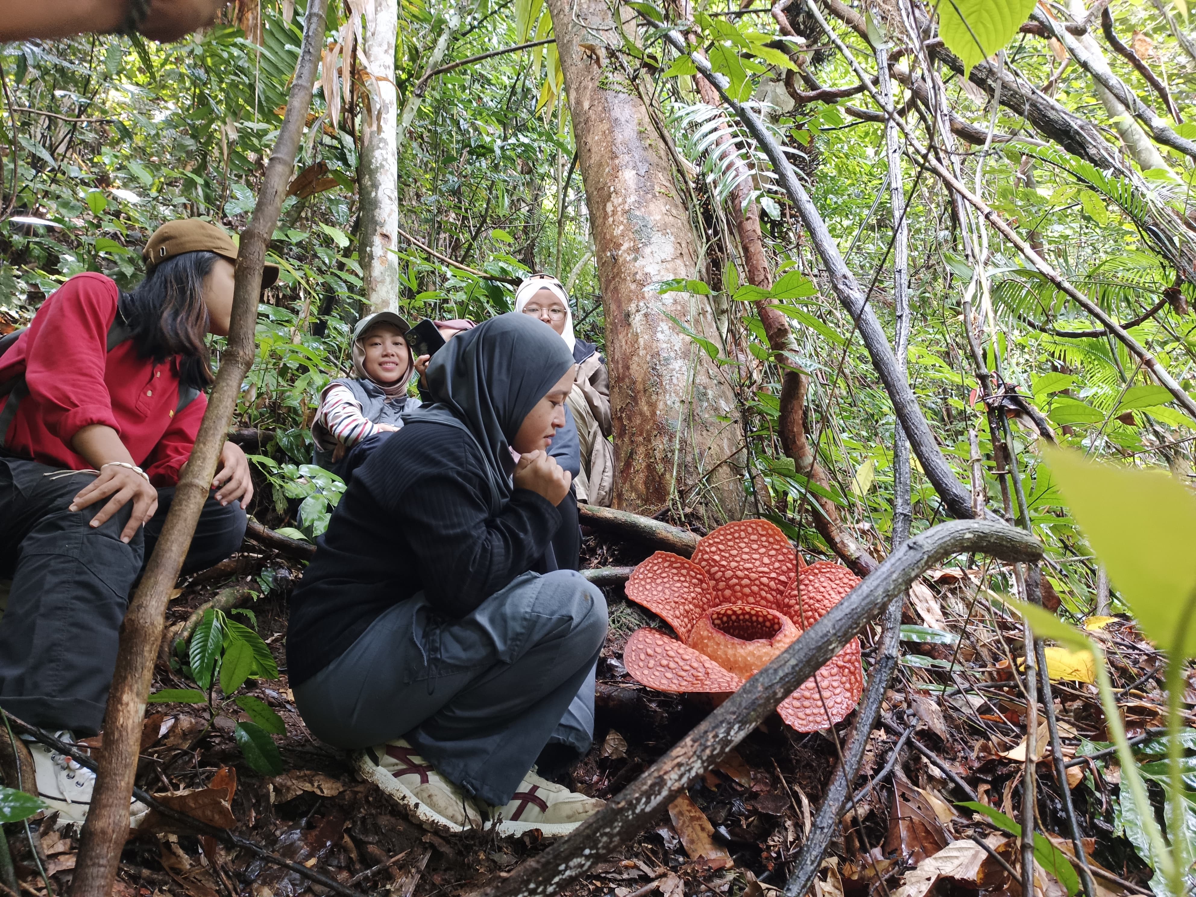 Rafflesia Kemumu Ensis Mekar Sempurna di Bengkulu Utara , Ini Lokasinya