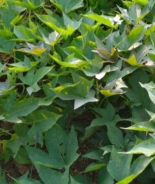 Tak Banyak Yang Tahu, Khasiat Daun Ubi Jalar Untuk Kesehatan