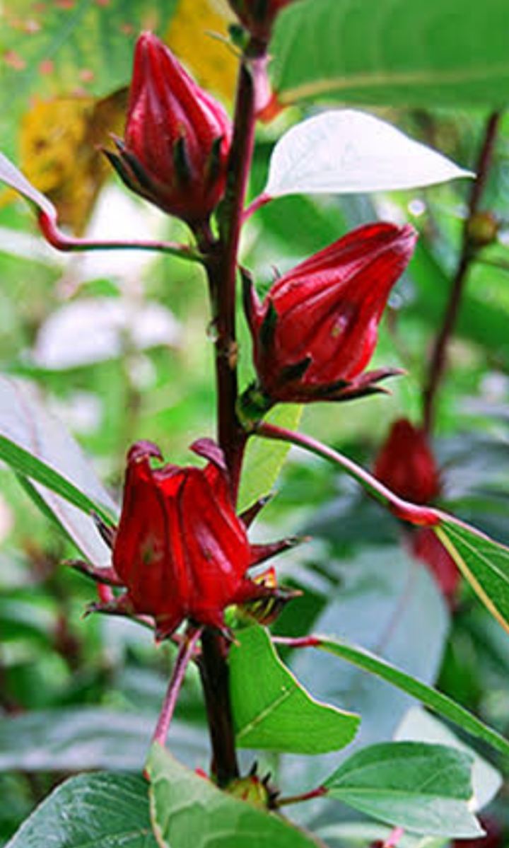 Salah Satunya Menurunkan Darah Tinggi, 8 Manfaat Bunga Rosella Untuk ...