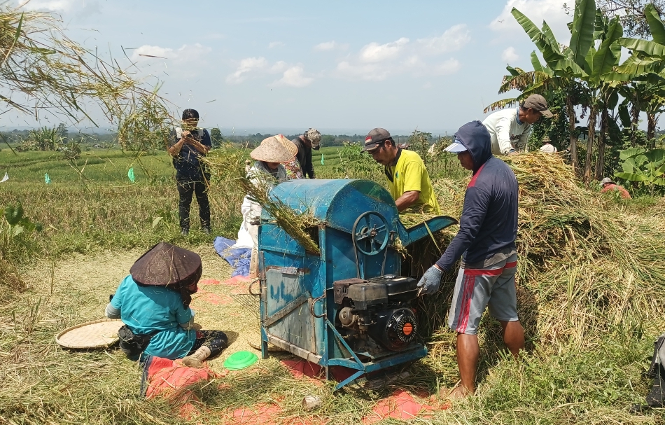 Bulog BU Mulai Serap Gabah Kering dari Petani , Segini Harganya